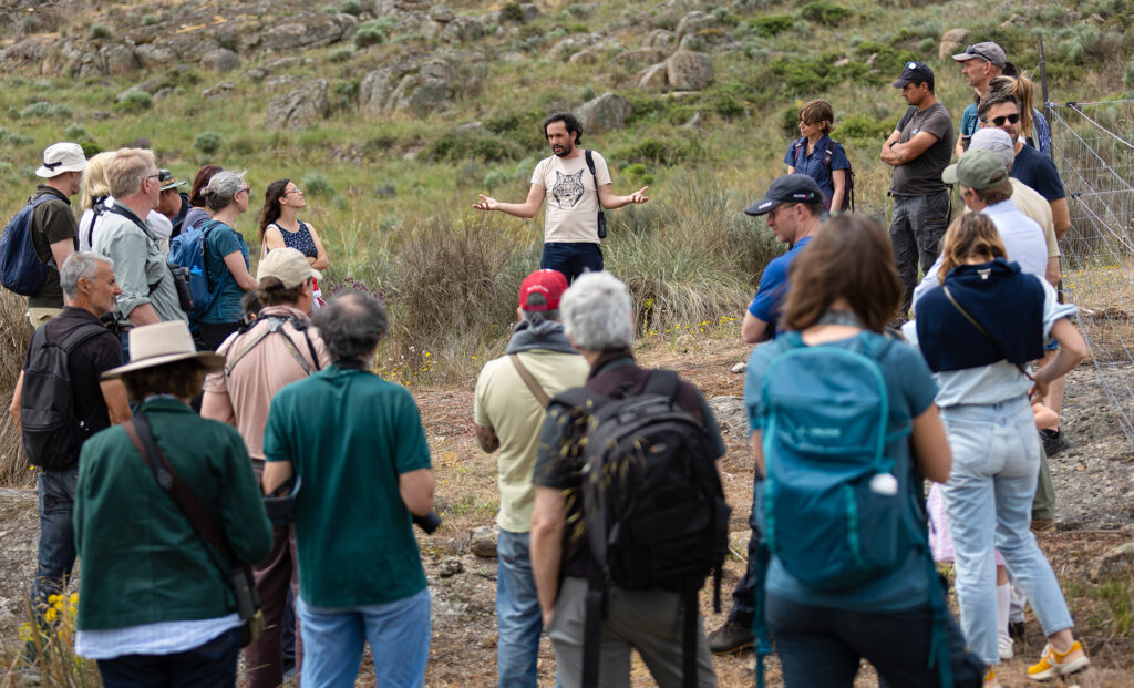 Rewilding efforts lay foundations for Iberian wolf comeback in Portugal ...