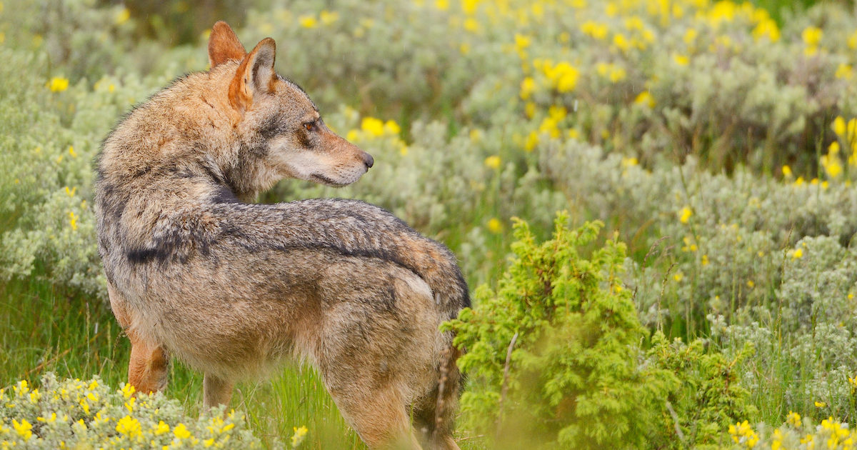 Rewilding Photo Contest | Rewilding Portugal