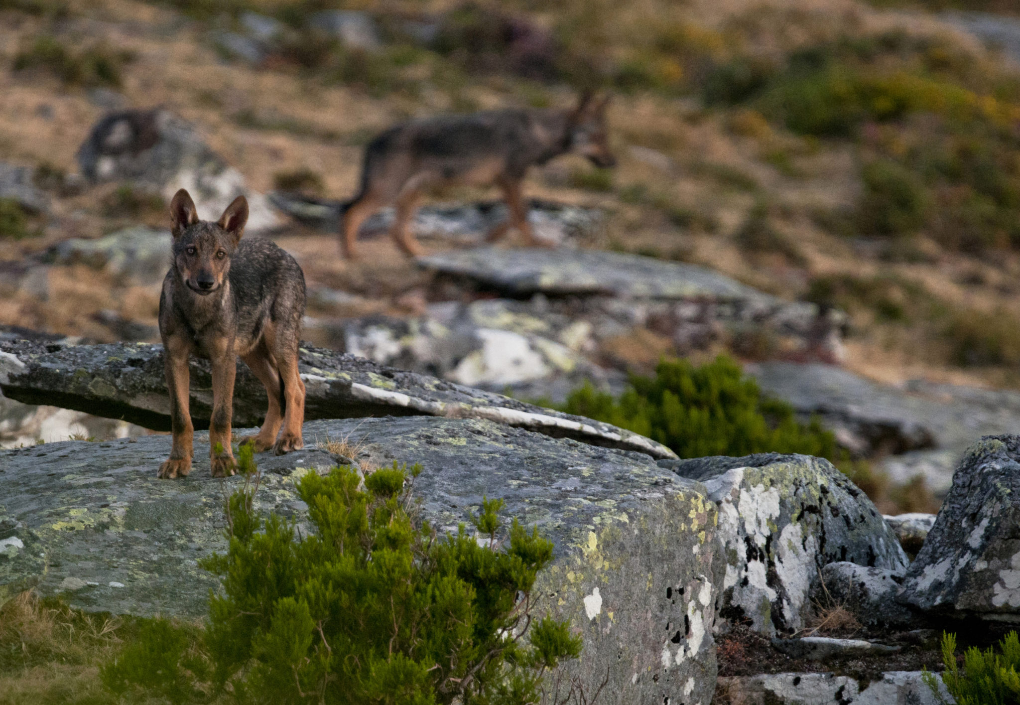 Rewilding | Rewilding Portugal