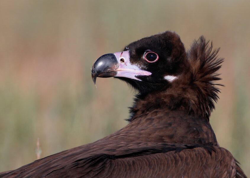 Afinal, o que comem os abutres? | Rewilding Portugal