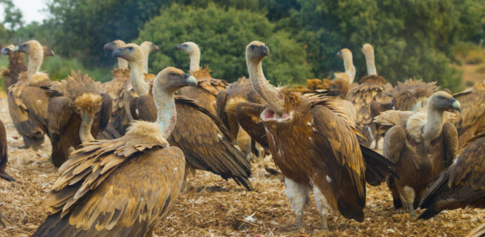 After all, what do vultures eat? | Rewilding Portugal
