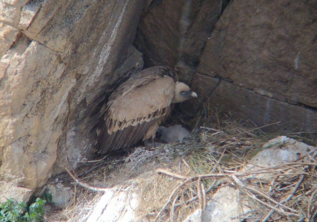 Griffon vultures colony discovered in Malcata | Rewilding Portugal