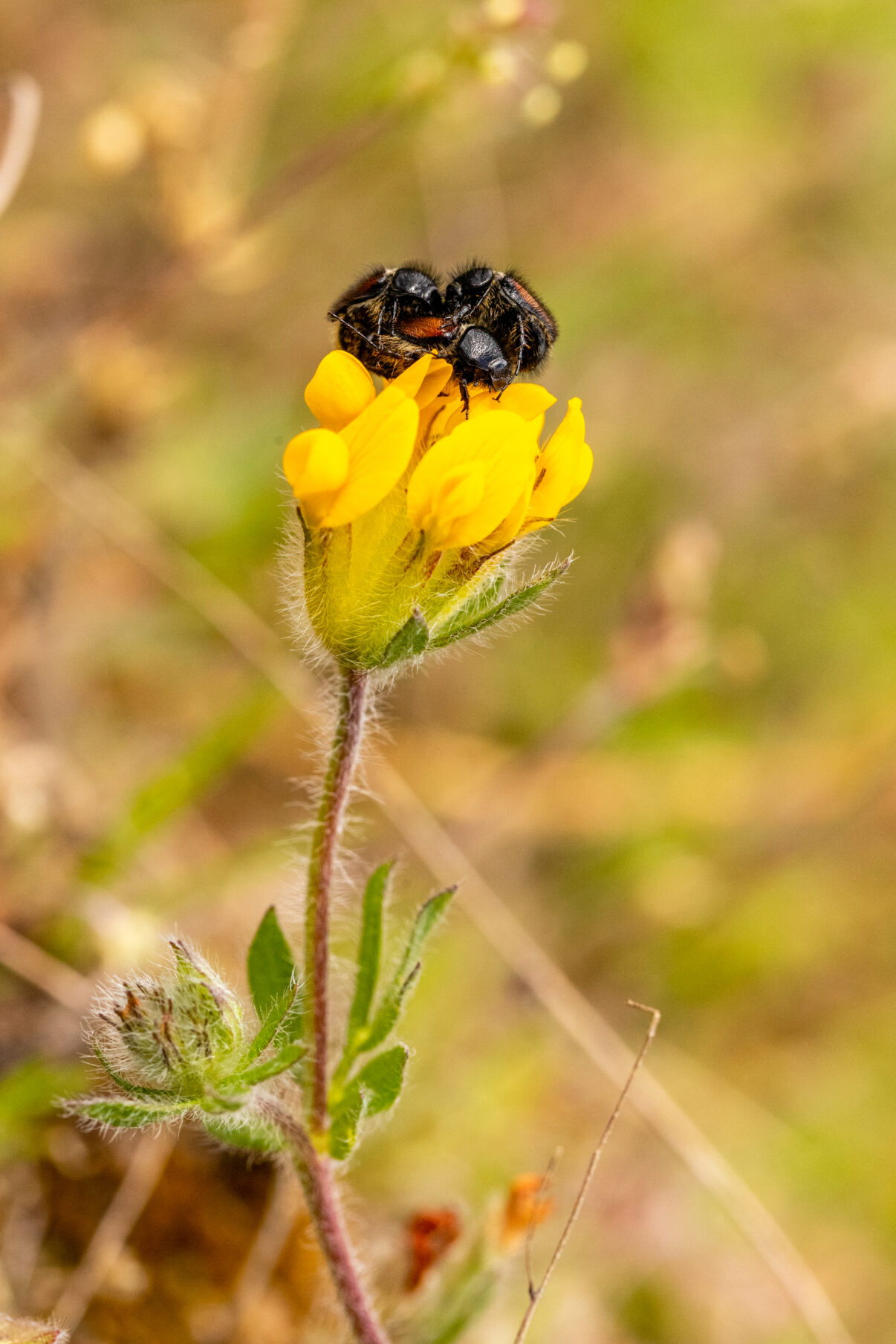 United Nations Decade on Ecosystem Restoration: Why we need rewilding ...