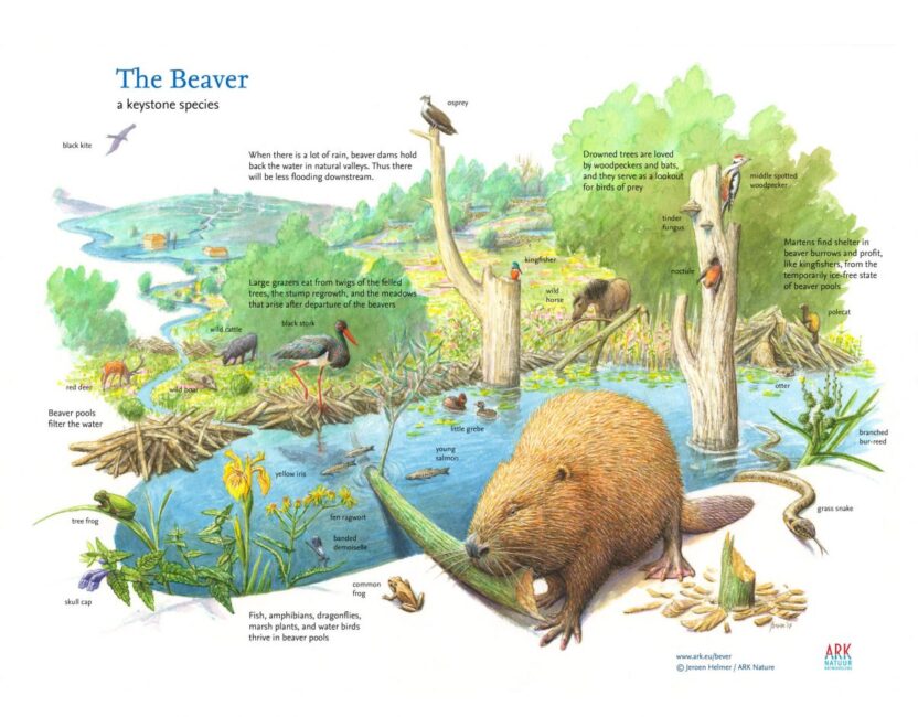 The benefits of the beaver | Rewilding Portugal